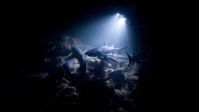 Geheimnis nach einem Jahrzehnt gelüftet - Hinter mysteriösen Tiefsee ... Geheimnis nach einem Jahrzehnt gelüftet - Hinter mysteriösen Tiefsee ...